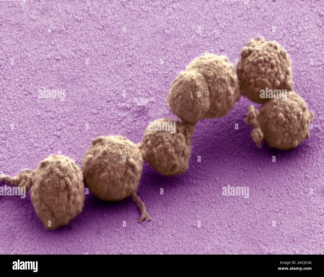 Synthetic bacteria, coloured scanning electron micrograph (SEM). The ...
