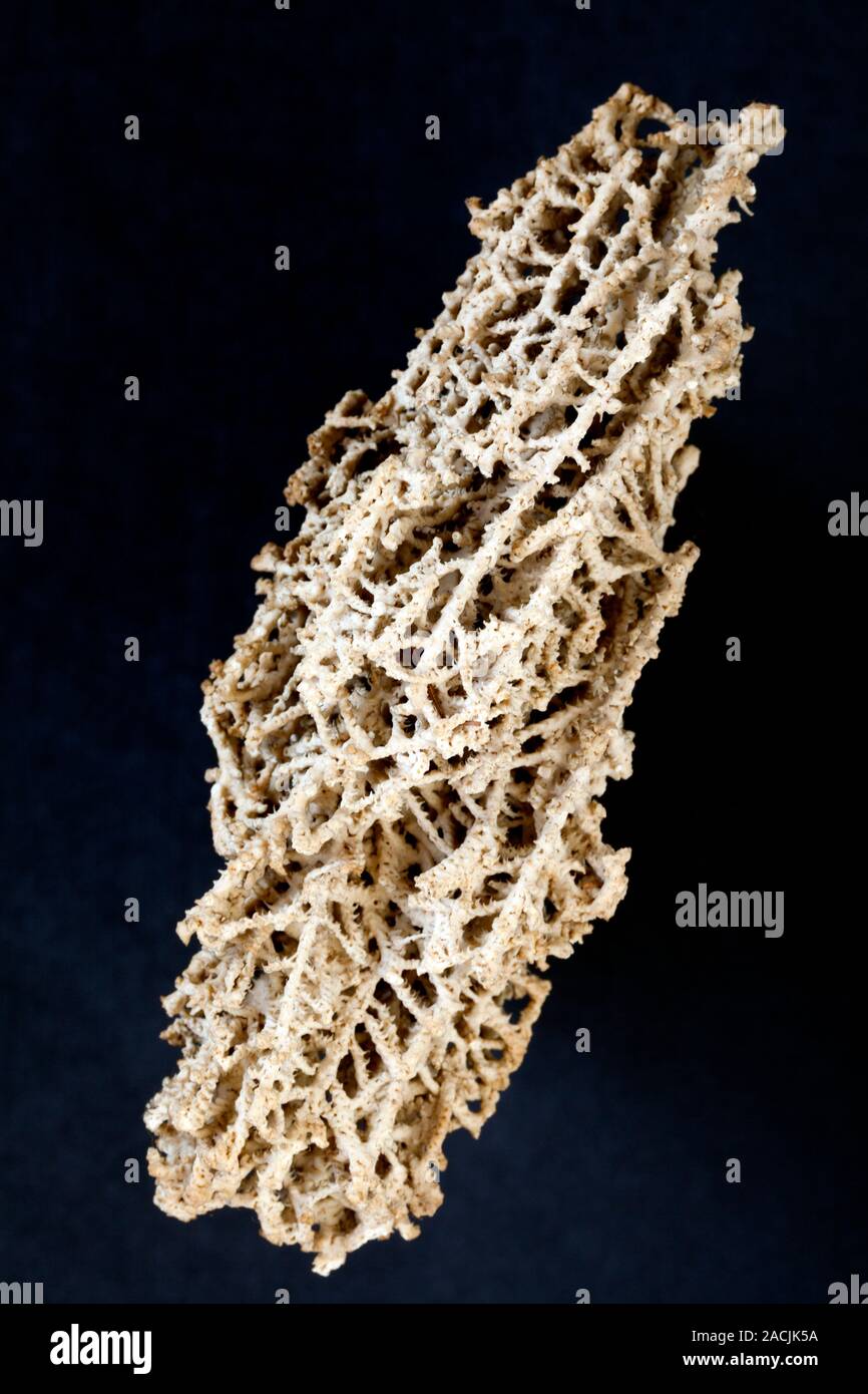 Travertine. Close-up of the surface of a sample of travertine. This ...