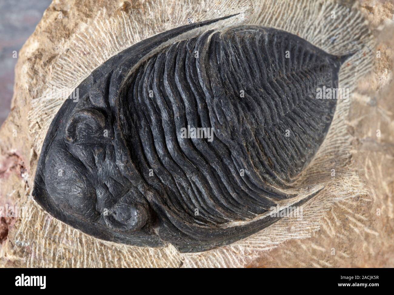 Trilobite fossil. Fossil of a trilobite from the Devonian period ...