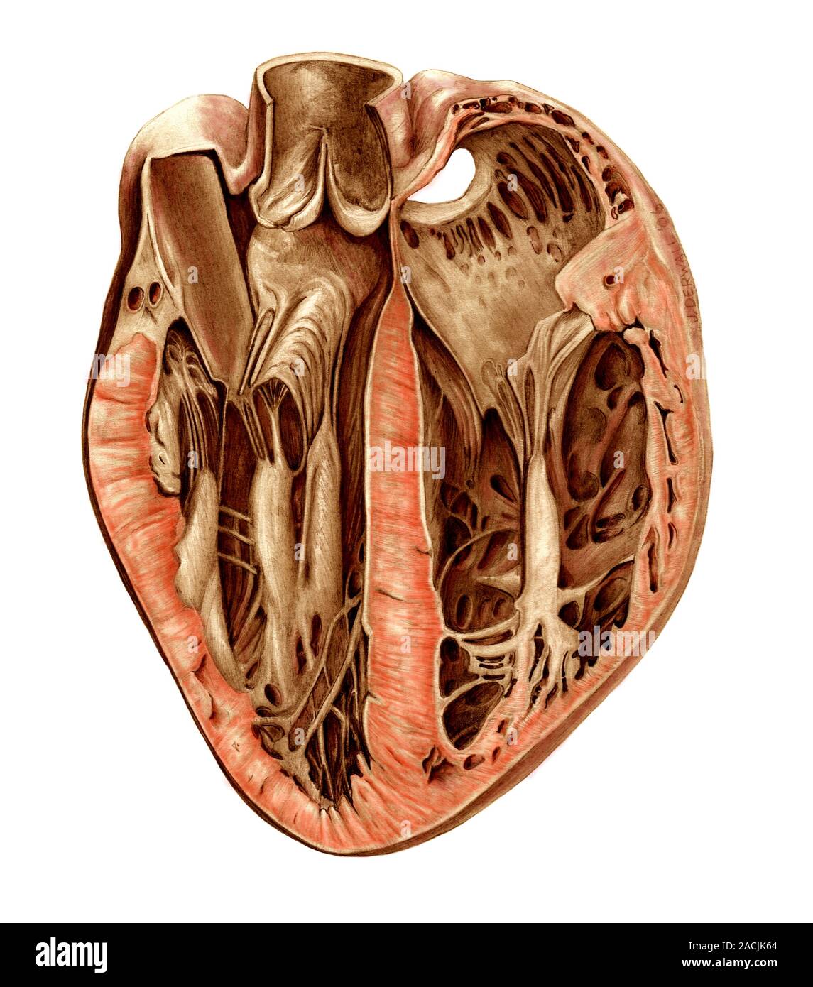 Heart anatomy. Artwork showing the anatomy of the heart, a muscular ...