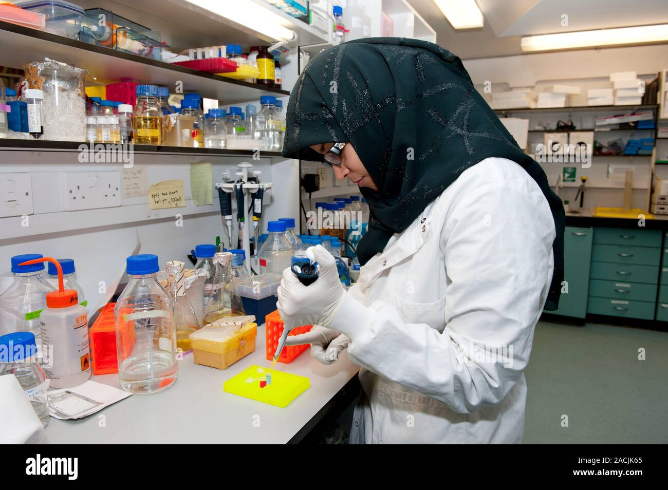 Protein research laboratory. Researcher working in a laboratory using a ...