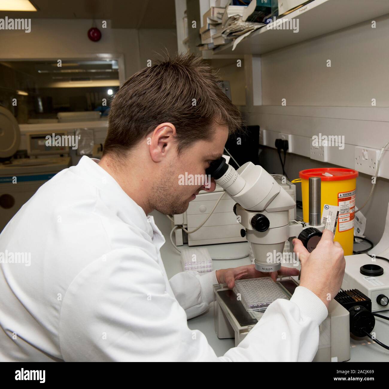 Protein research laboratory. Researcher using a binocular light ...