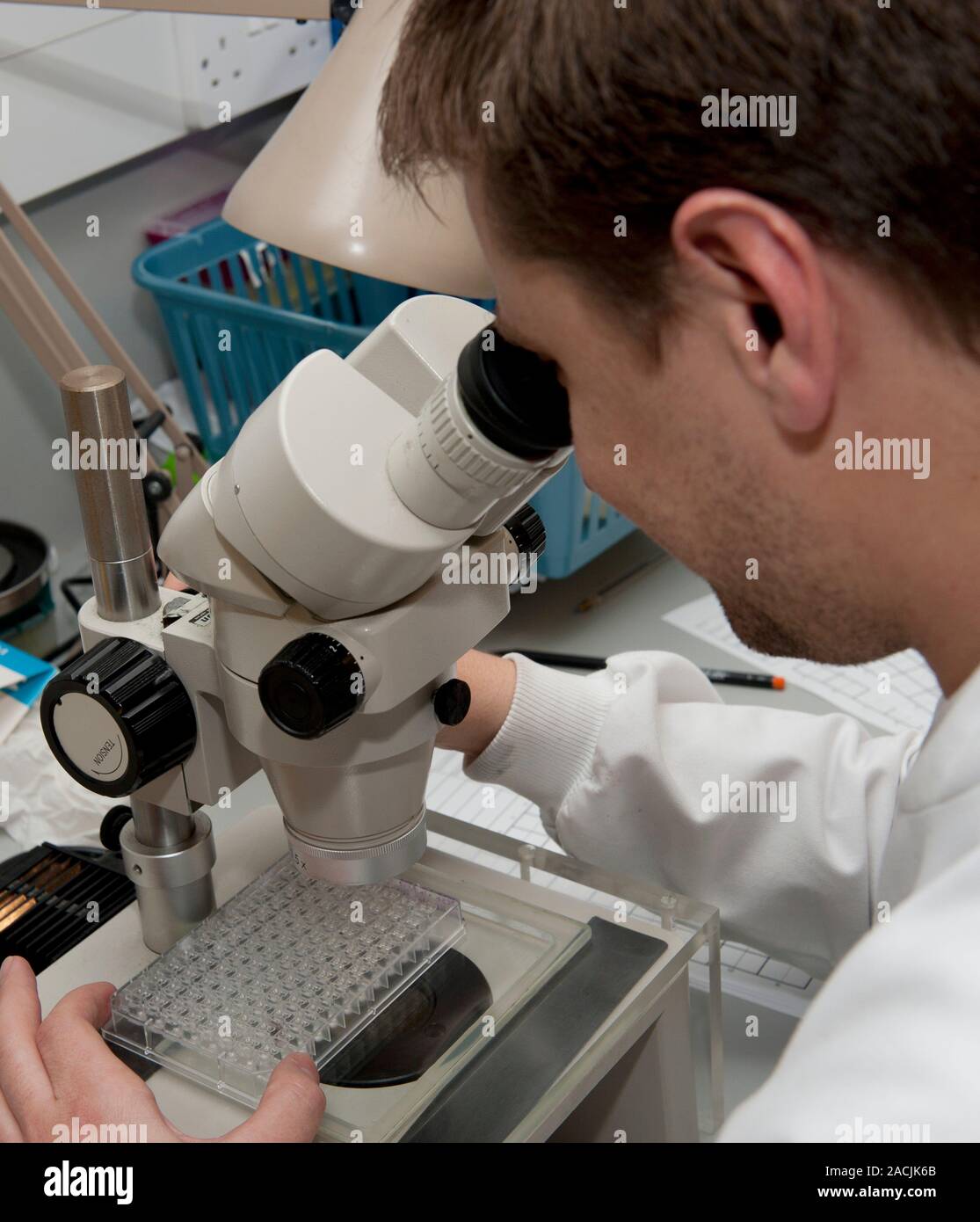 Protein research laboratory. Researcher using a binocular light ...