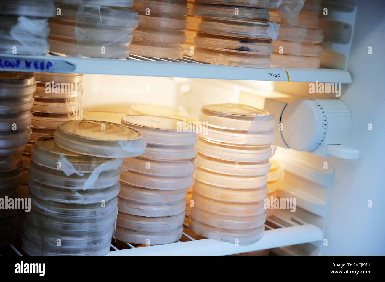 Cold storage of bacteria cultures. Refrigeration unit containing ...