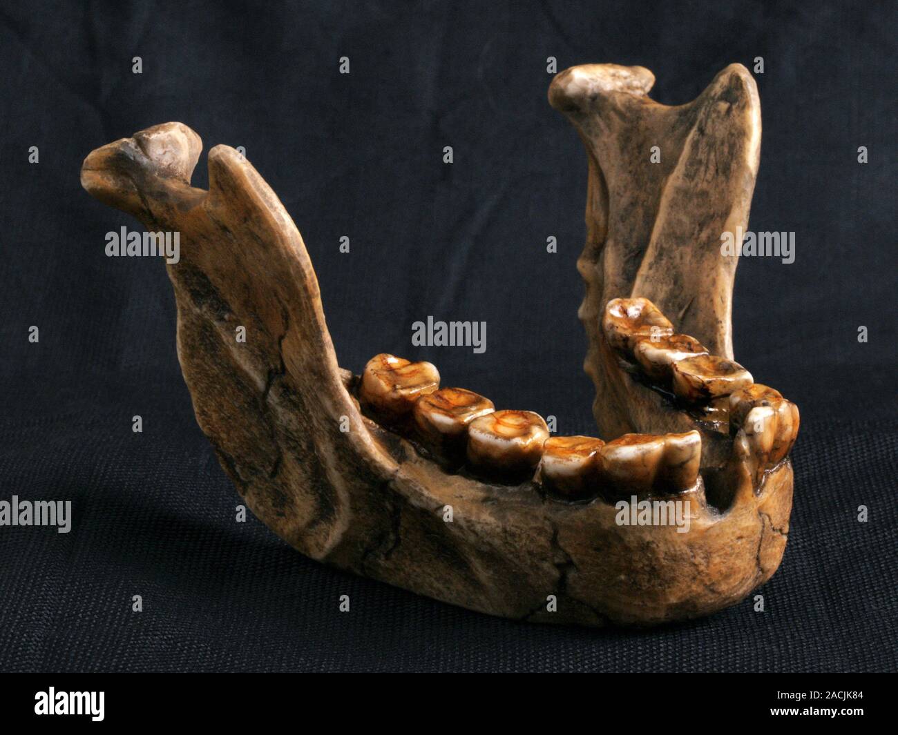 Homo floresiensis mandible. Mould made from fragments of the mandible (jaw bone) of Homo ...