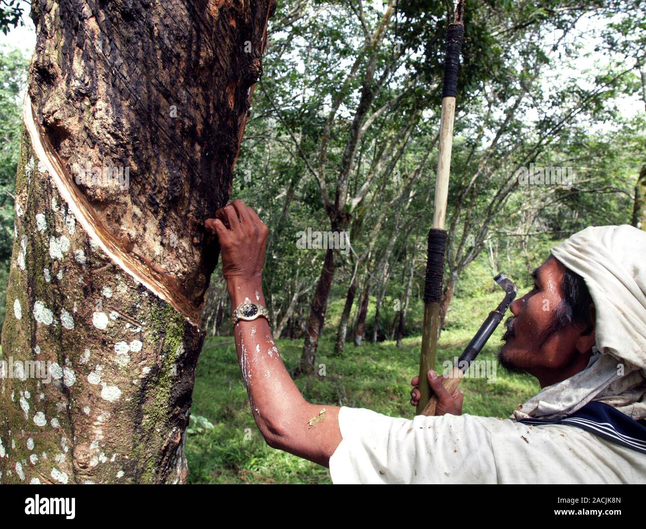 Latex farming. Worker tapping a rubber tree (Hevea sp.). Rubber trees ...