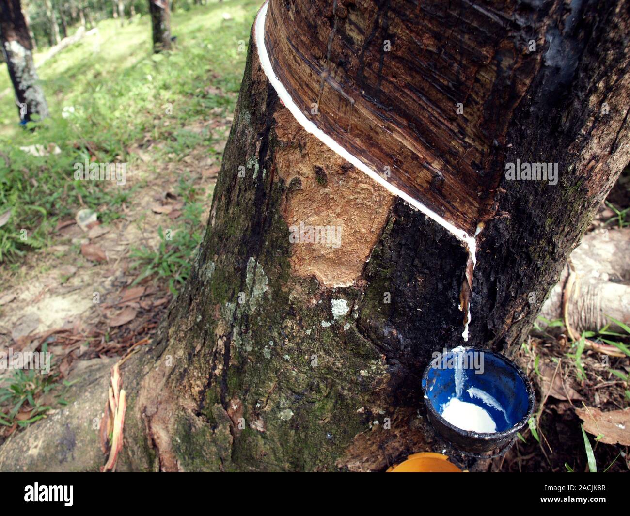 Latex farming. Rubber tree (Hevea sp.) that has been tapped to release ...