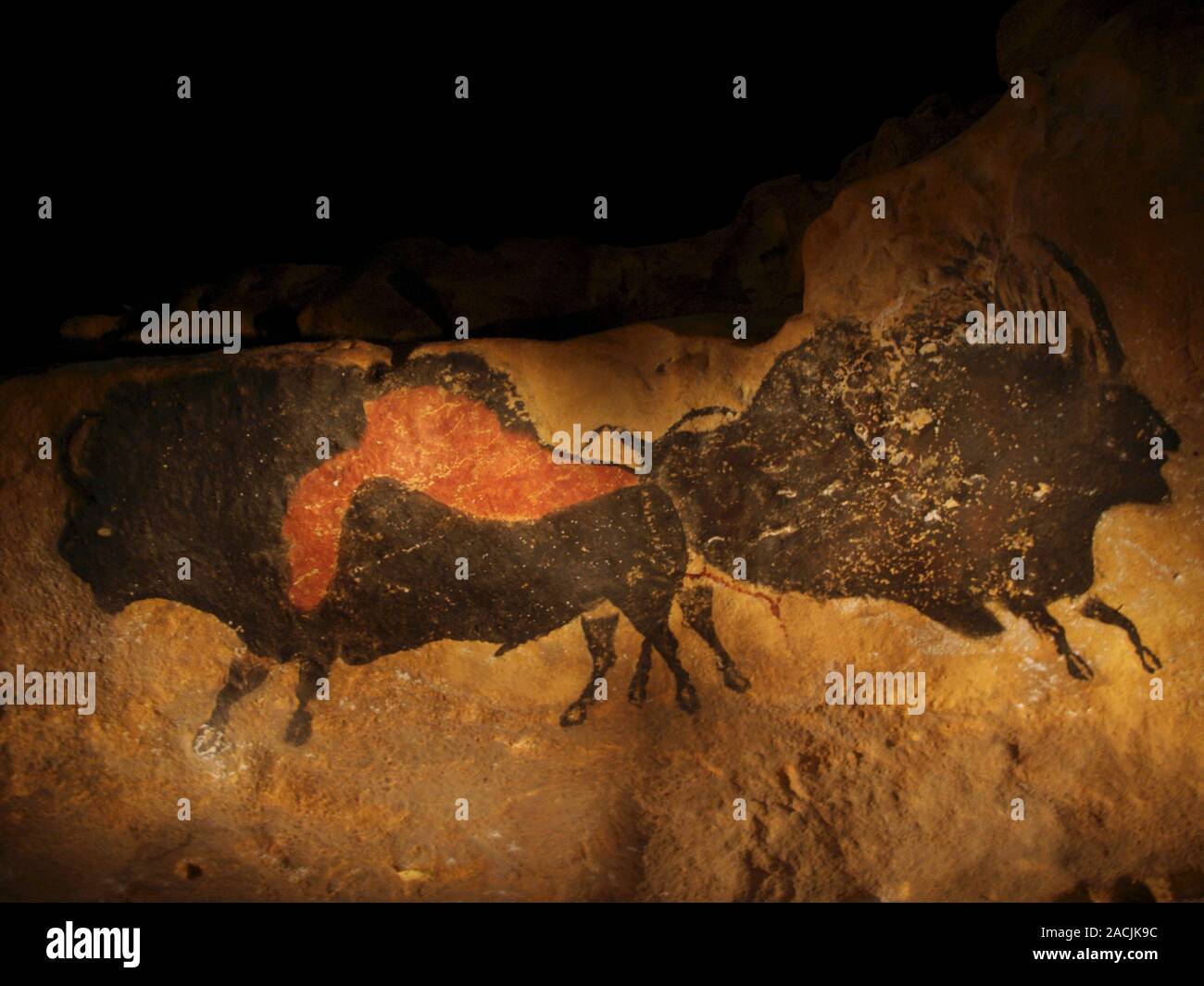 Stone-age cave paintings. Artwork of bison painted on the wall of a ...