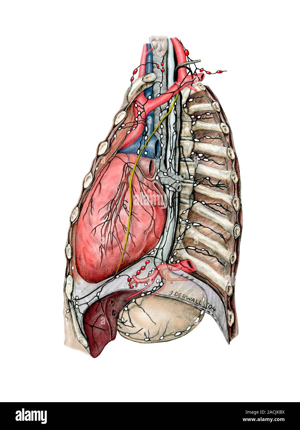 Thoracic Lymphatic System Artwork Of A Profile View Of The Thorax
