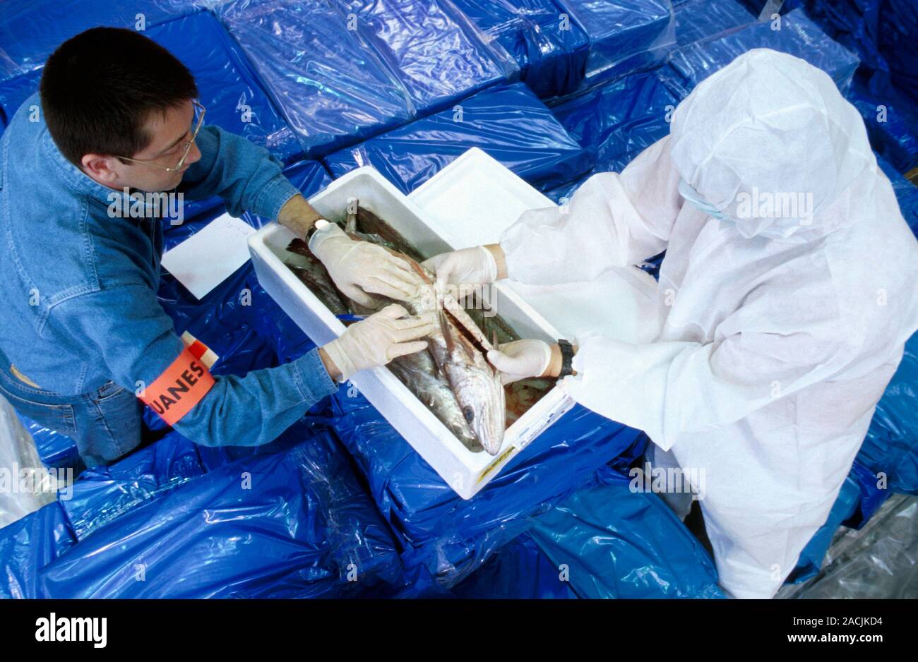 Charles De Gaulle airport. Customs officer checking a cargo of fish at ...