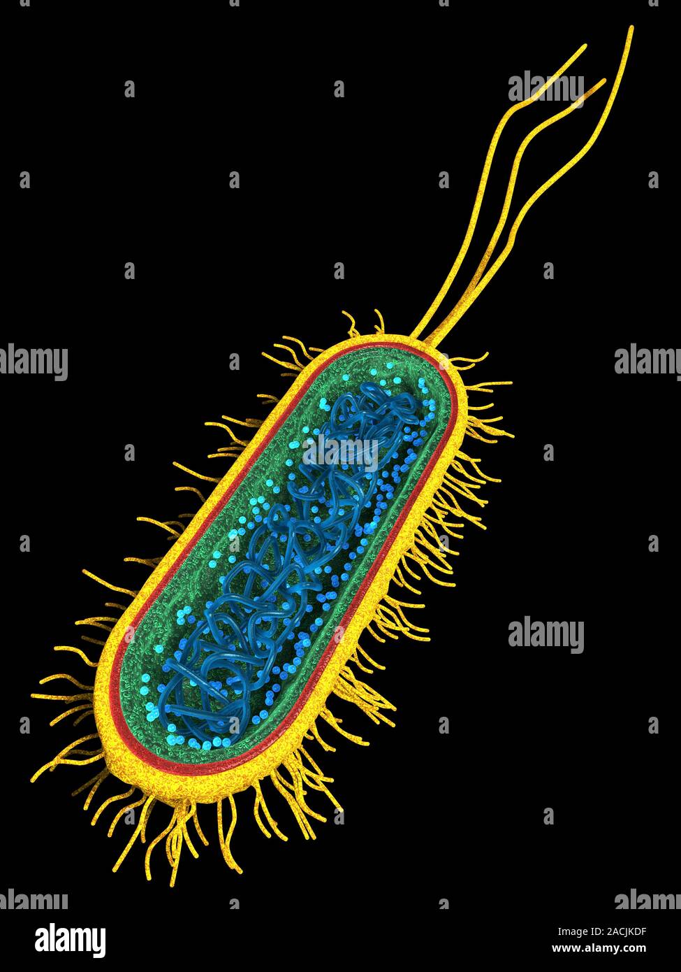 Computer artwork of the inner structure of an Escherichia coli ...
