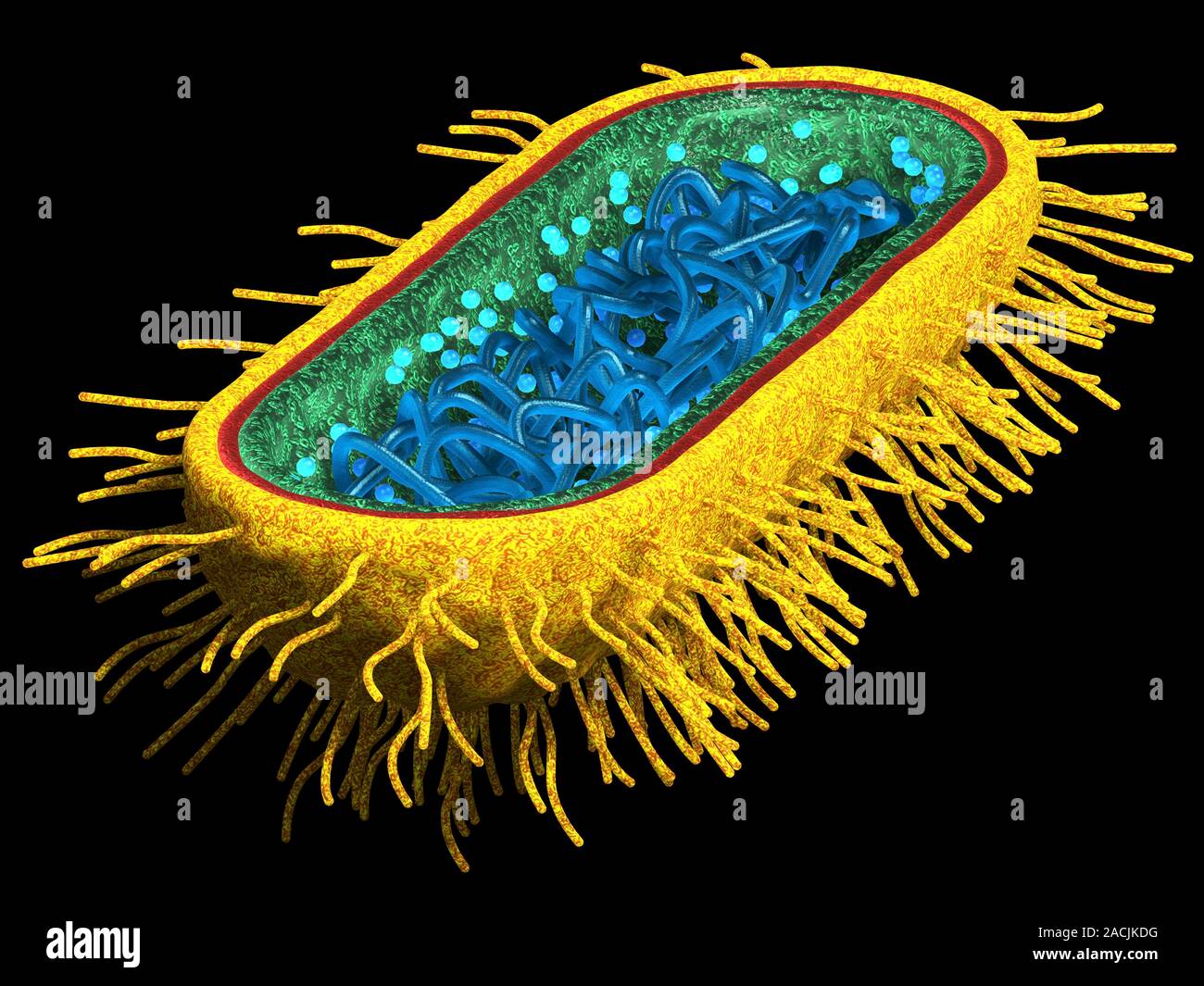 Computer artwork of the inner structure of an Escherichia coli ...