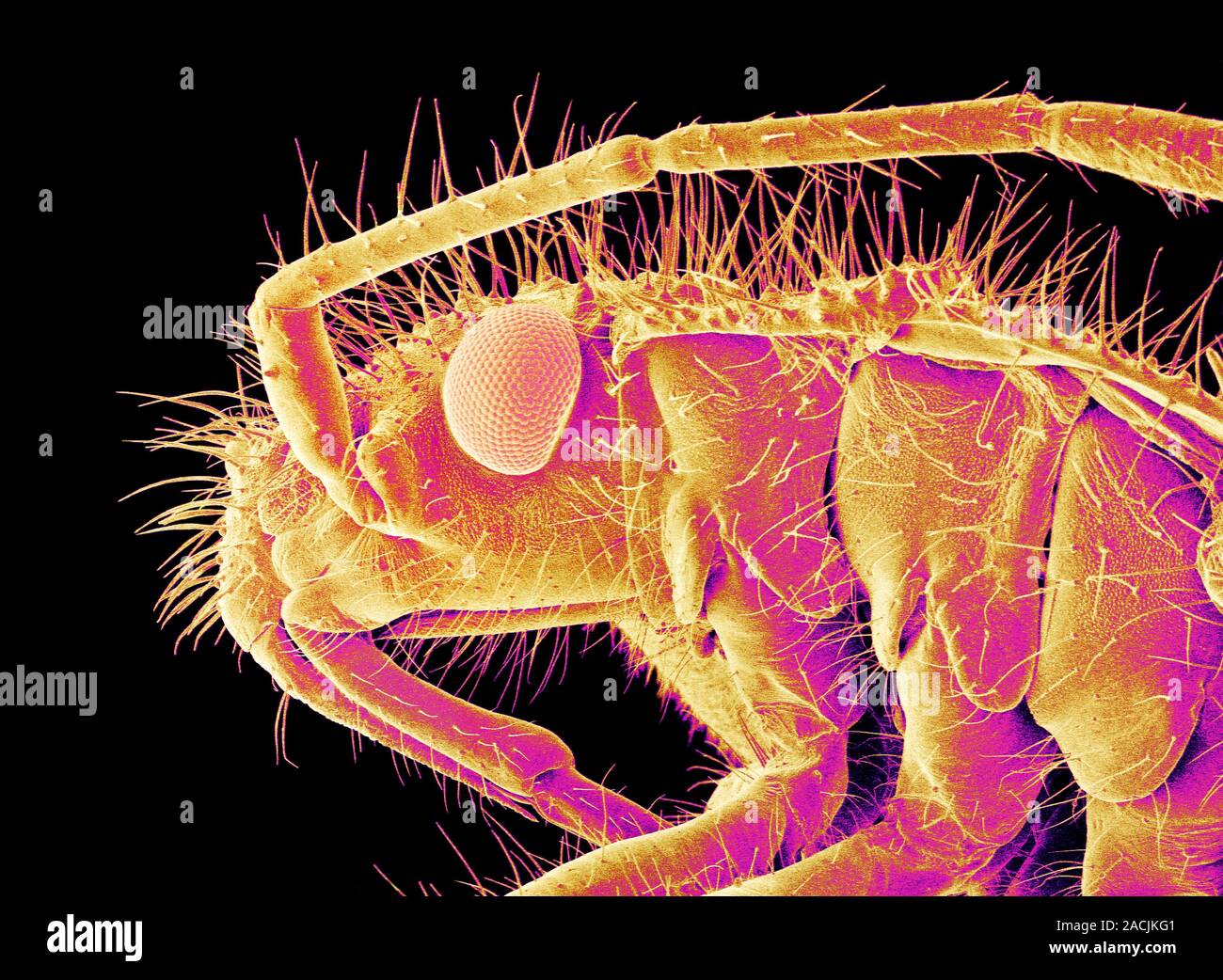 Stink bug. Coloured scanning electron micrograph (SEM) of a stink bug ...