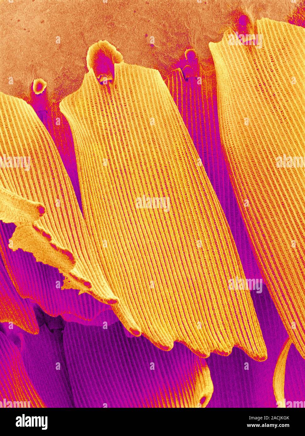 Butterfly wing scales. Coloured scanning electron micrograph (SEM) of ...