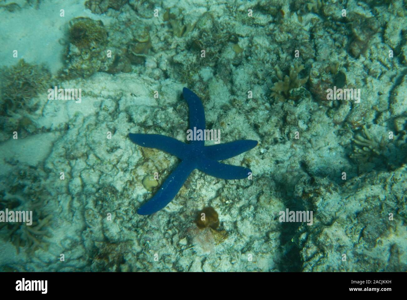 Starfish islands hi-res stock photography and images - Alamy