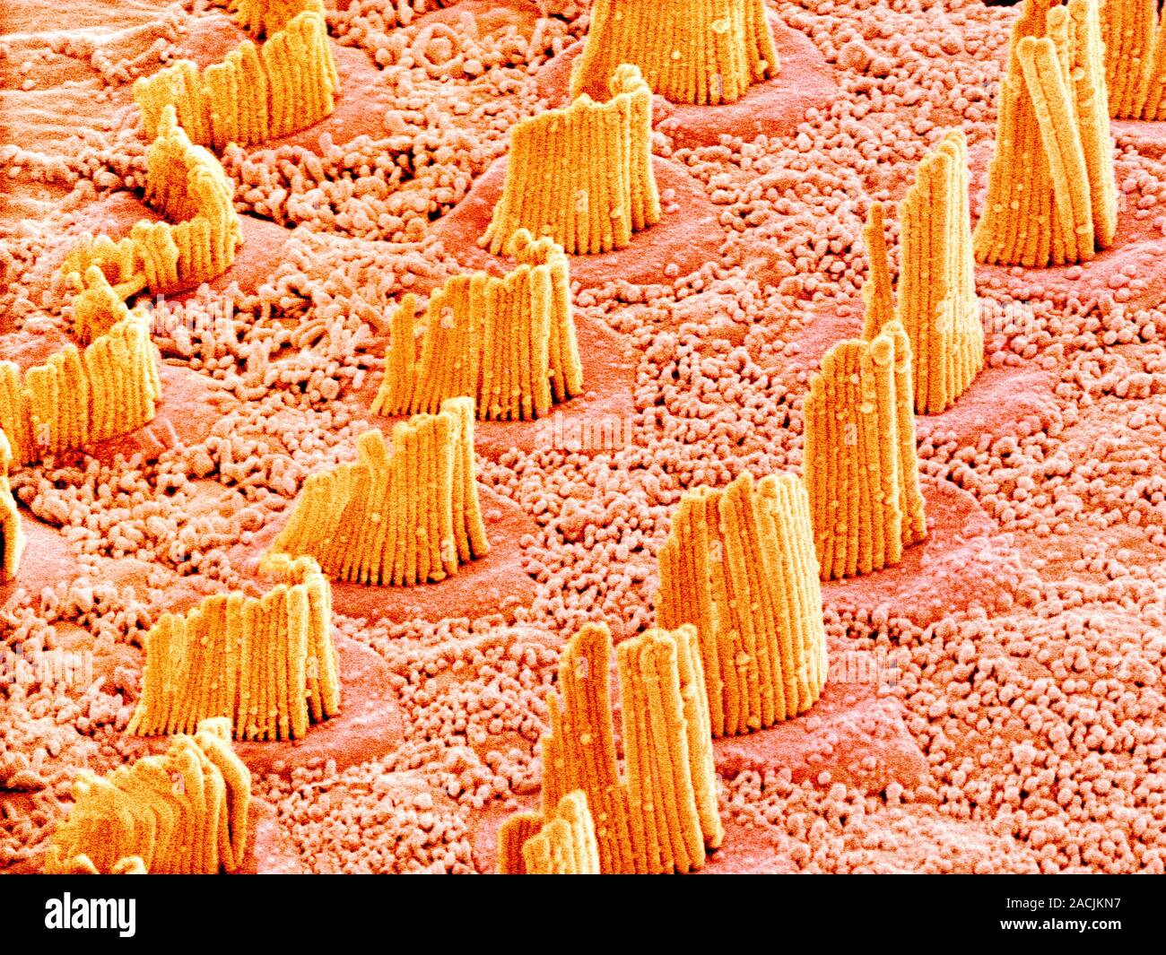 Inner ear hair cells. Coloured scanning electron micrograph (SEM) of ...