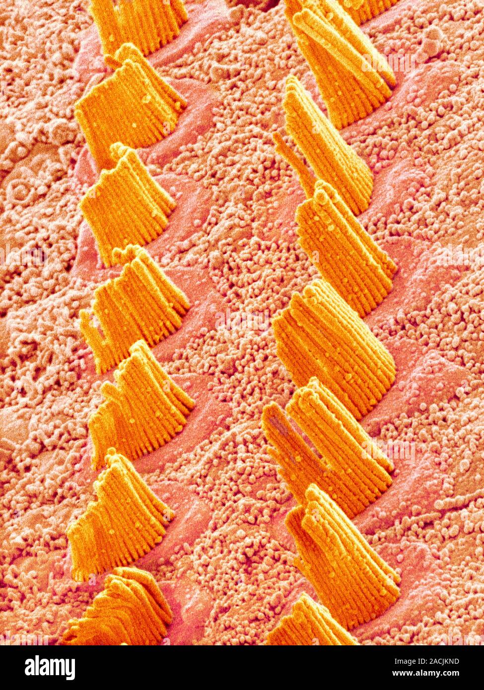 Inner ear hair cells. Coloured scanning electron micrograph (SEM) of ...