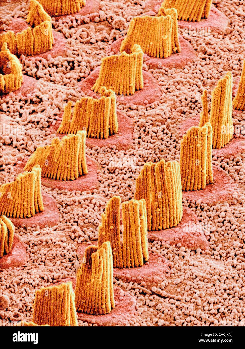 Inner ear hair cells. Coloured scanning electron micrograph (SEM) of ...