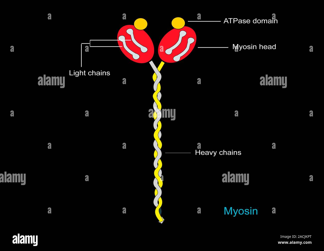 Myosin structure. Computer artwork showing the structure of myosin II ...