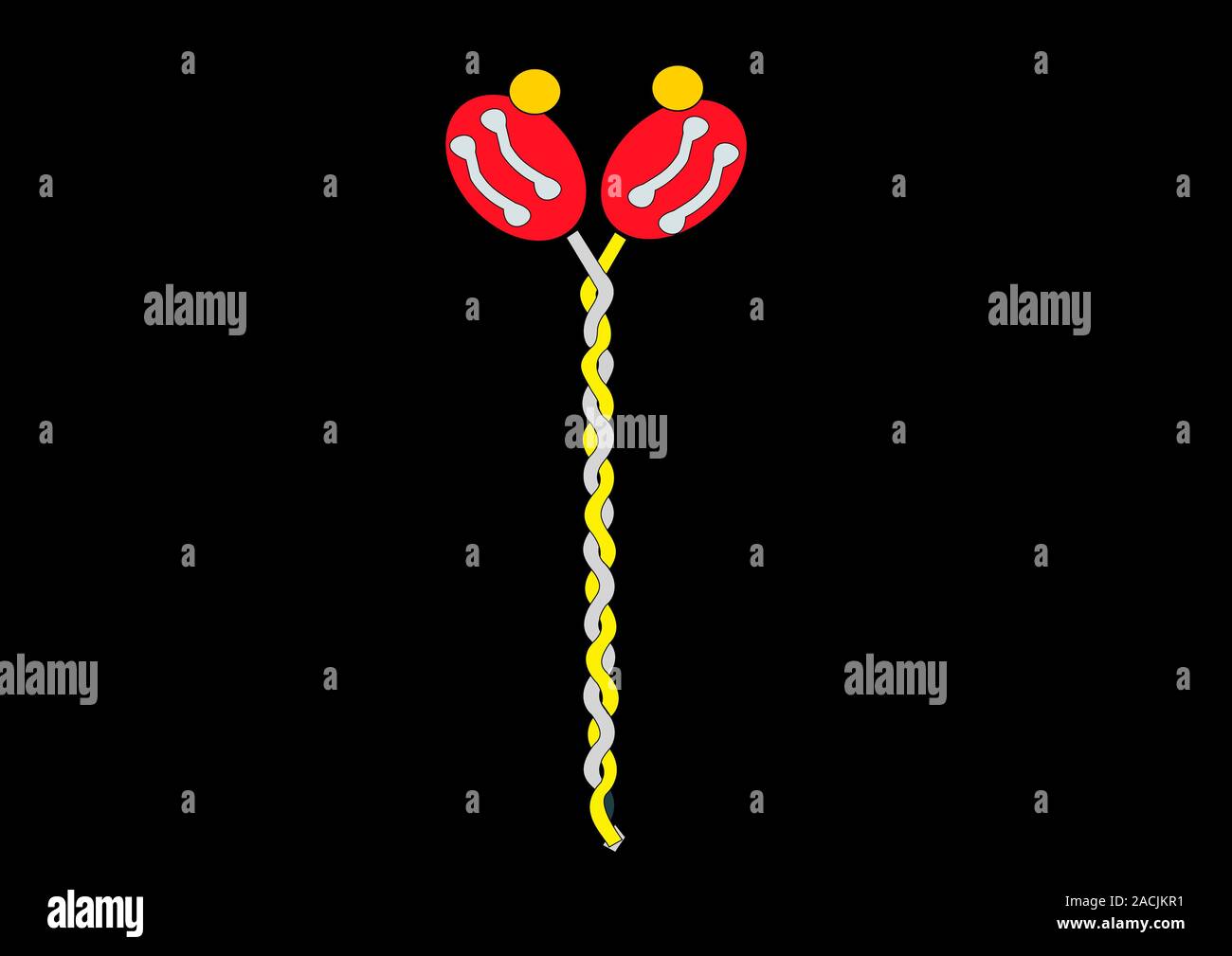 Myosin structure. Computer artwork showing the structure of myosin II ...