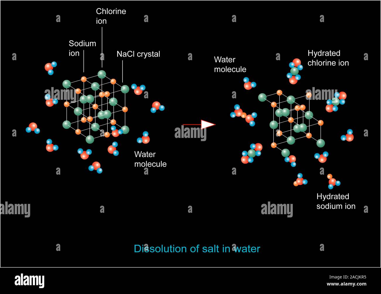 Salt dissolution. Computer artwork showing how sodium chloride (salt ...