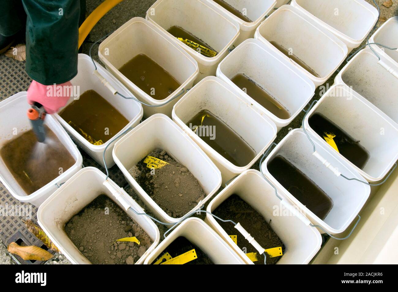 Soil research. Researcher washing soil samples collected as part of an ...