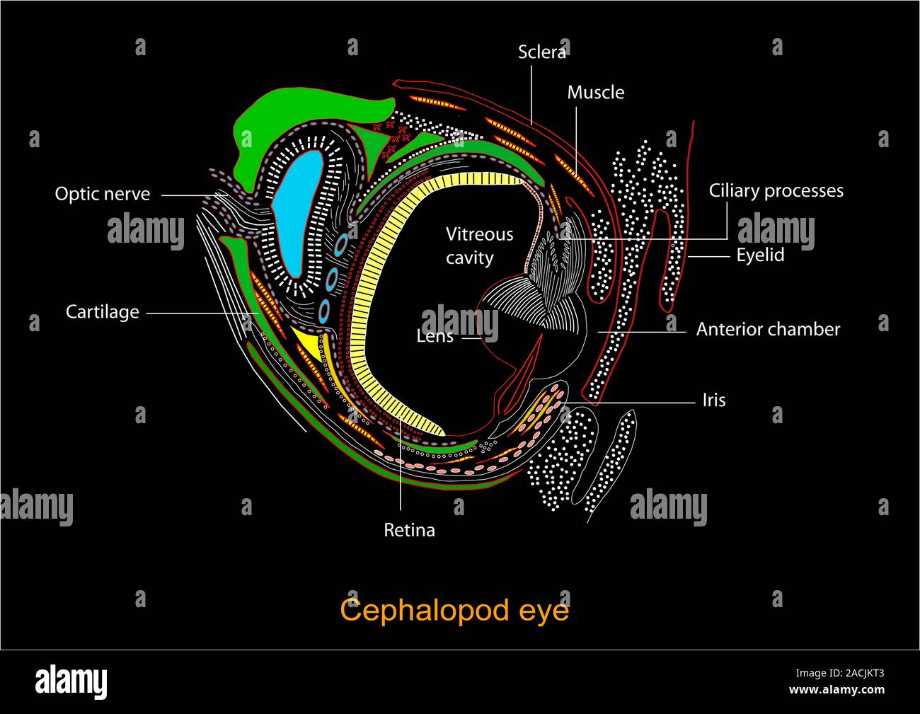Cephalopd Eye Computer Artwork Showing A Cross Section Through The Eye Of A Cephalopod The