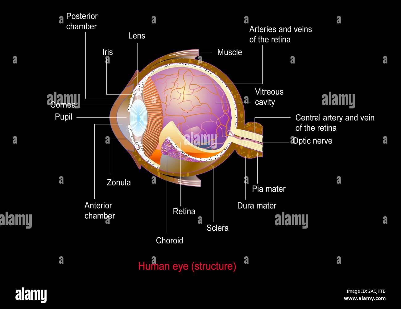 Anatomy Of Cornea