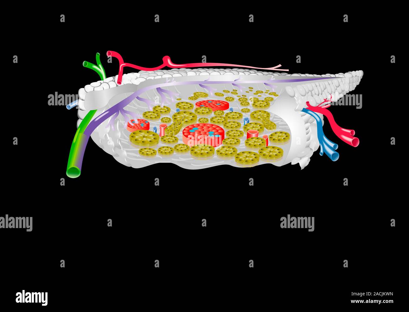 Pancreas anatomy. Cut-away computer artwork of the pancreas, which ...