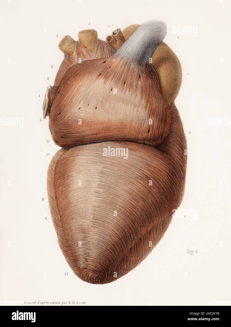 Heart anatomy, 19th Century illustration. Historical hand coloured ...