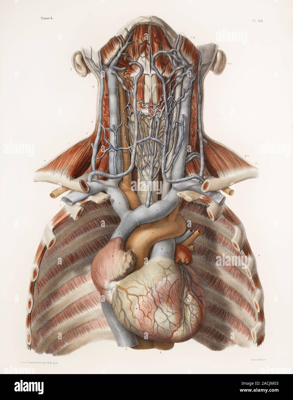 Circulatory system, historical artwork. 19th Century hand coloured ...