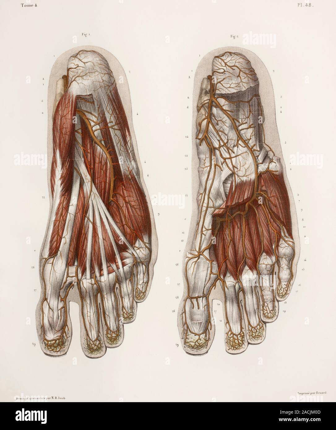 Foot anatomy, 19th Century illustration. Historical hand coloured ...
