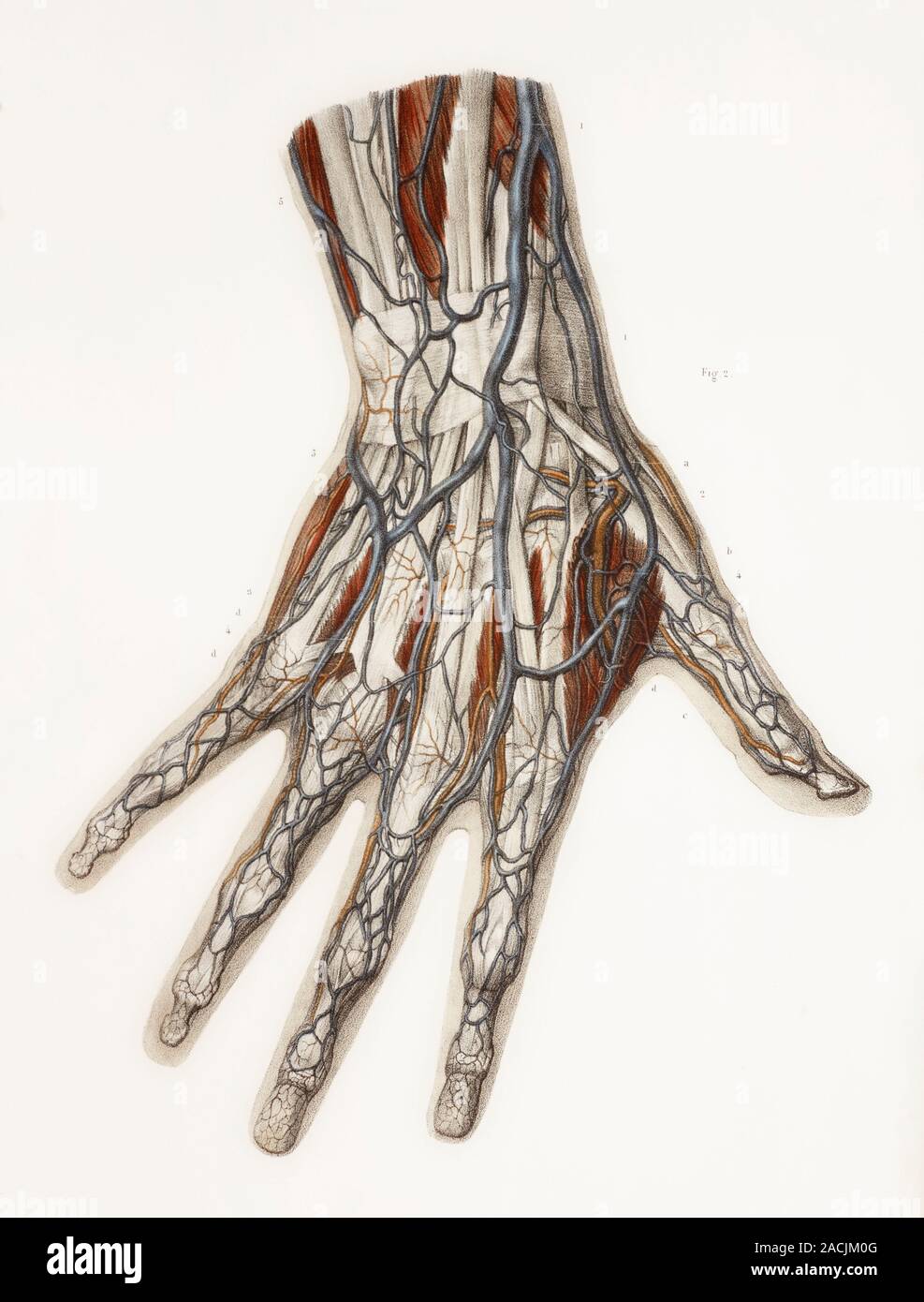 Hand anatomy, 19th Century illustration. Historical hand coloured ...