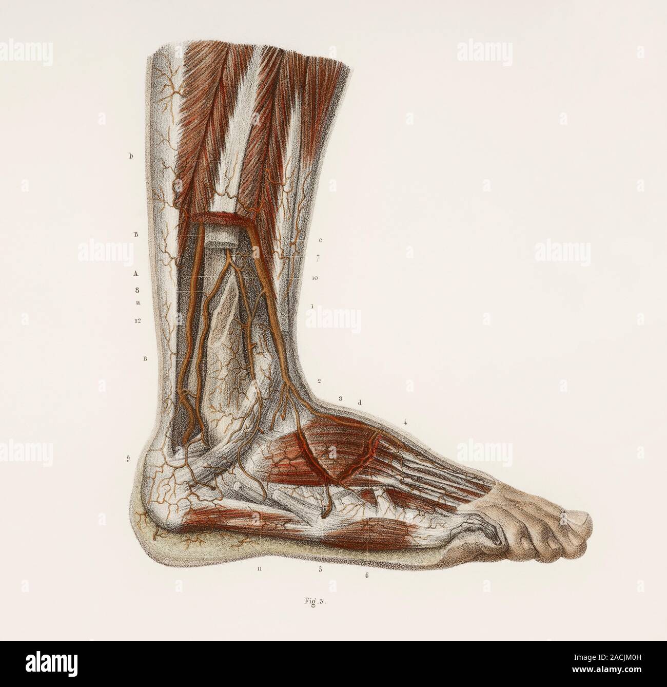 Foot anatomy, 19th Century illustration. Historical hand coloured ...