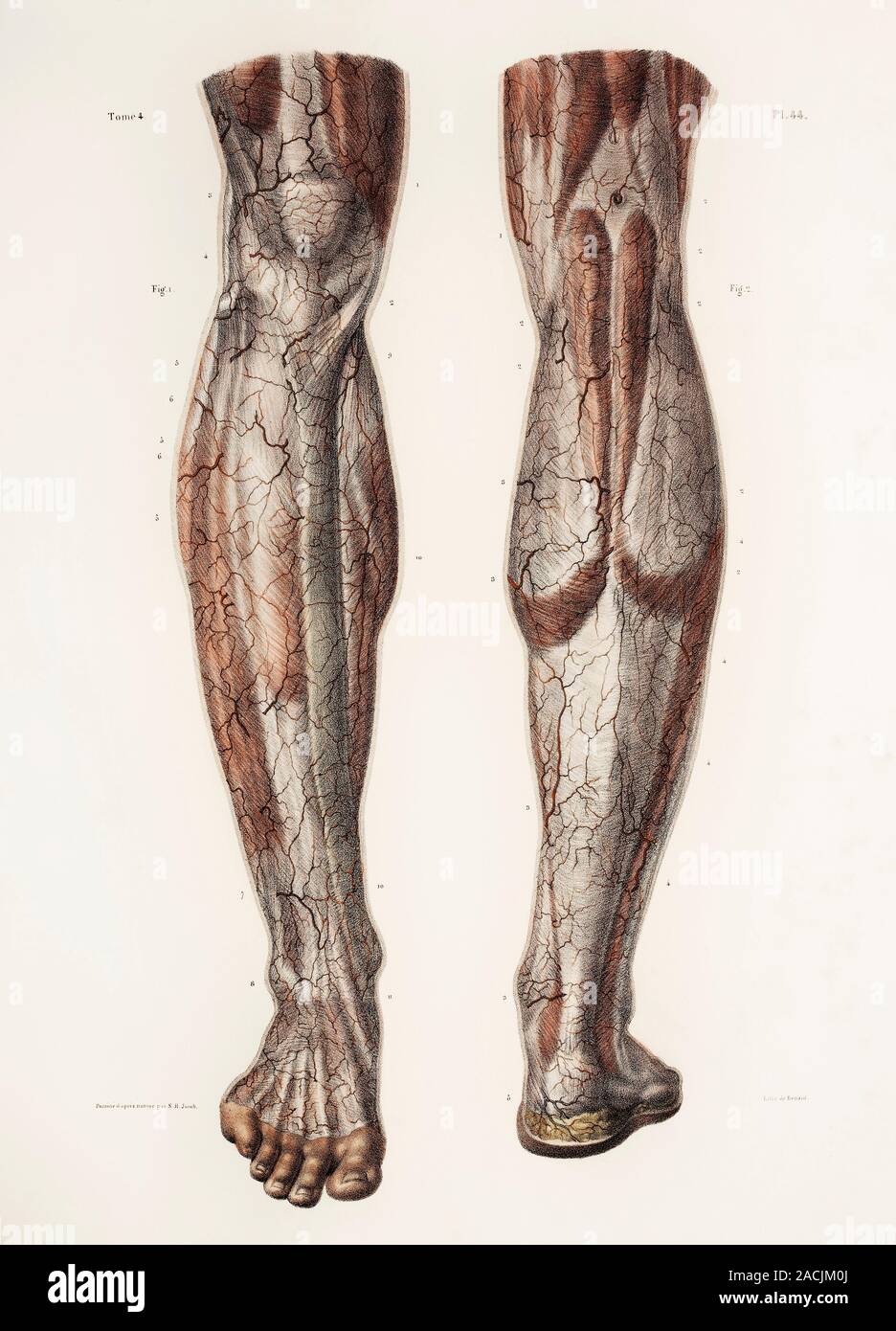 Leg anatomy, 19th Century illustration. Historical hand coloured ...