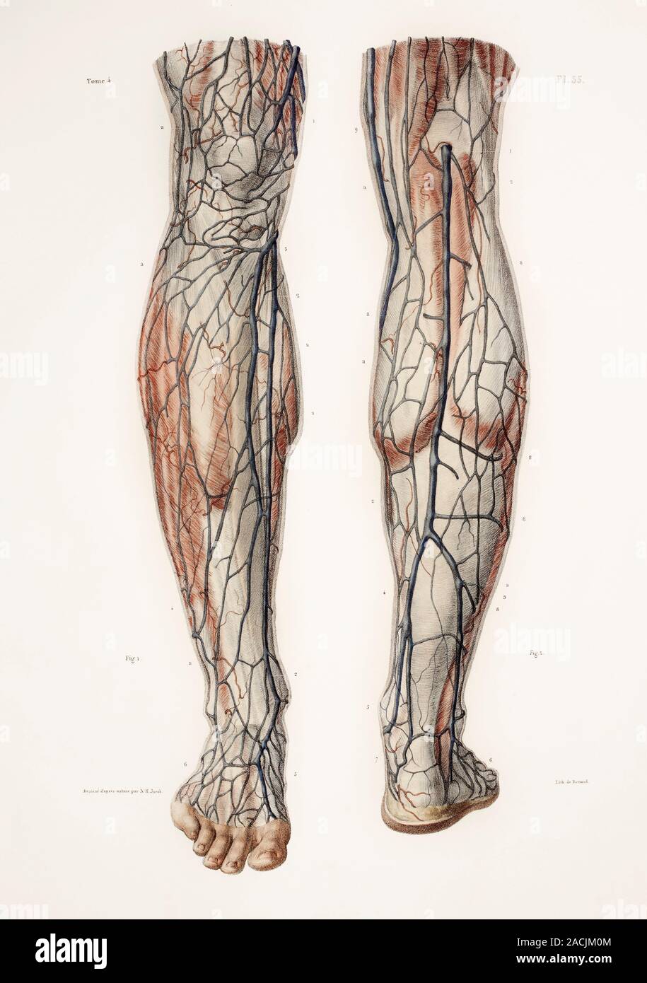 Leg anatomy, 19th Century illustration. Historical hand coloured ...