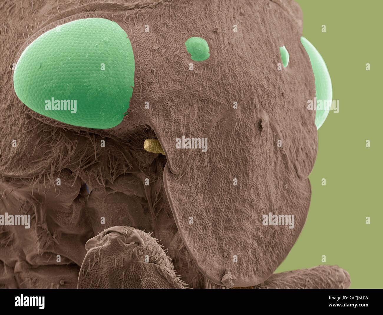 Treehopper head. Coloured scanning electron micrograph (SEM) of a ...