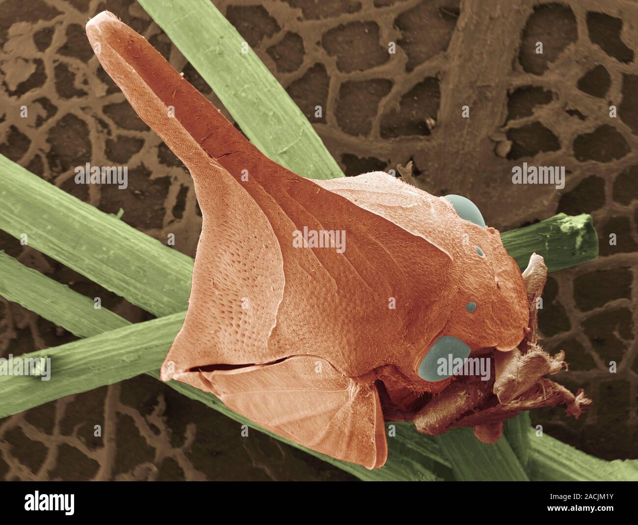 Treehopper. Coloured scanning electron micrograph (SEM) of a Cladonota ...