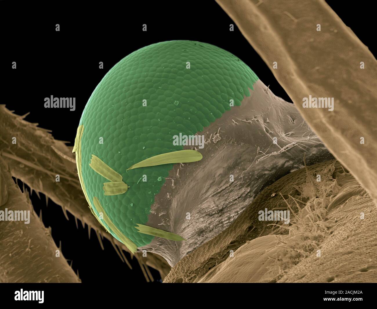Treehopper compound eye. Coloured scanning electron micrograph (SEM) of ...