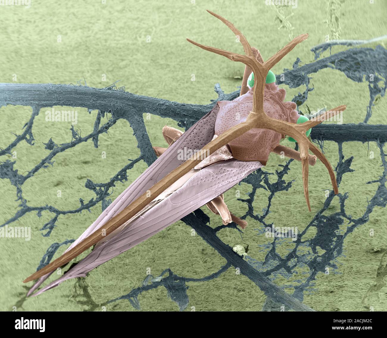 Treehopper. Coloured scanning electron micrograph (SEM) of a treehopper ...