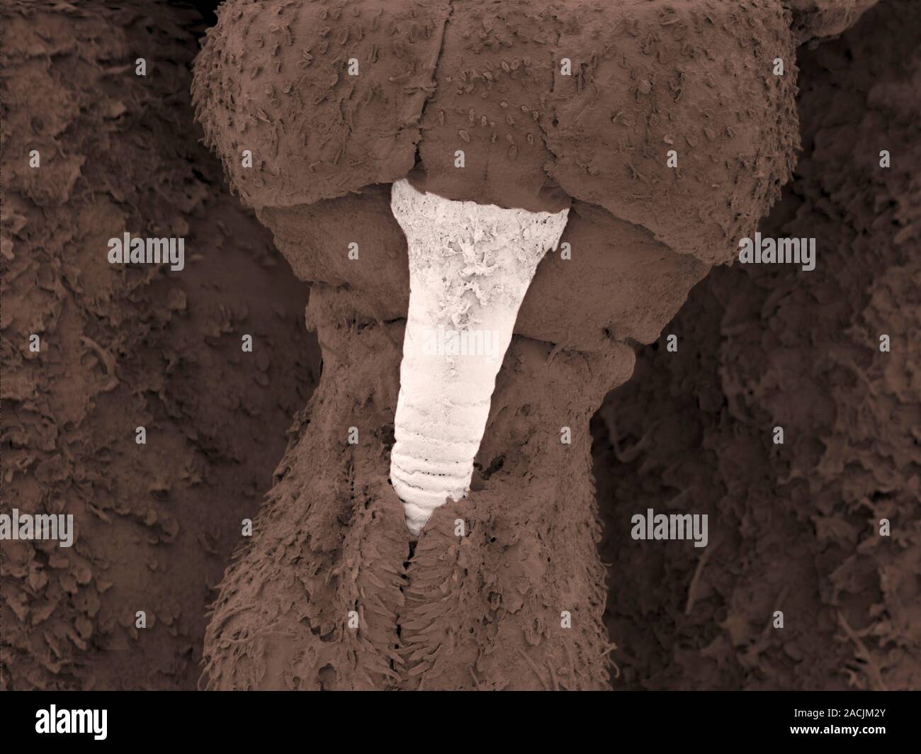 Cave water scorpion mouthparts. Coloured scanning electron micrograph ...