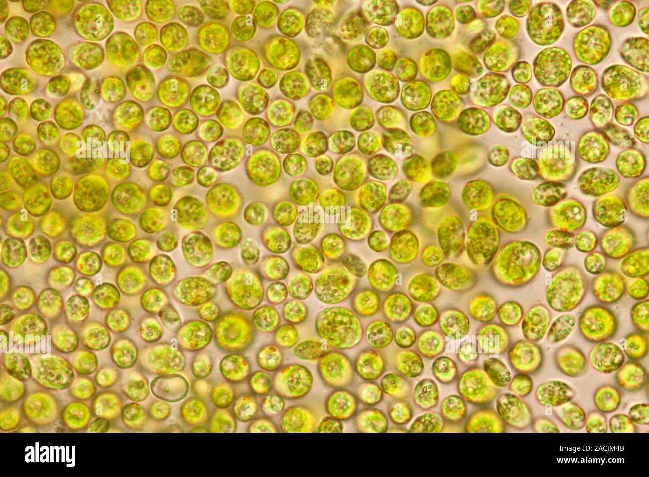 Acidophilic algae. Light micrograph of unicellular green algae ...