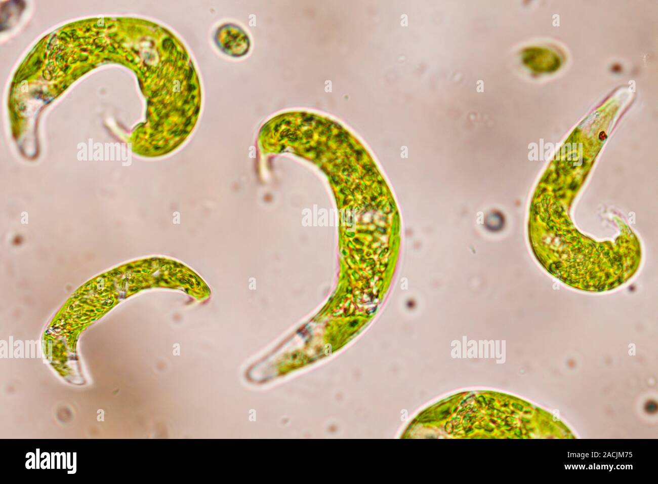 Euglena flagellate protozoan, light micrograph. This freshwater single ...