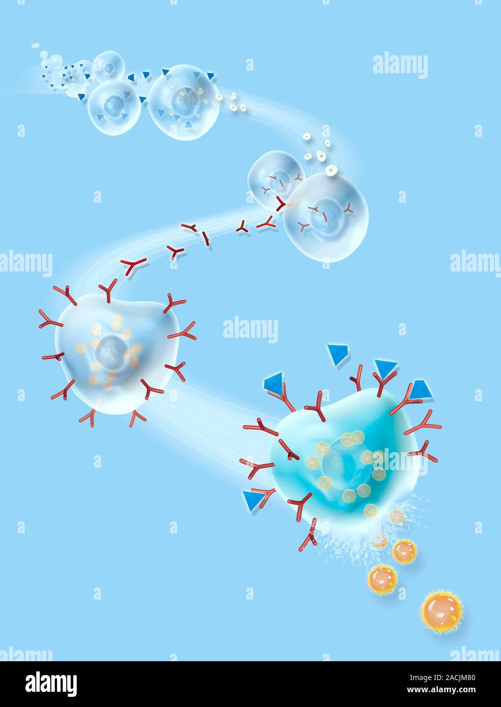 Allergic response. Computer artwork showing the process that produces ...