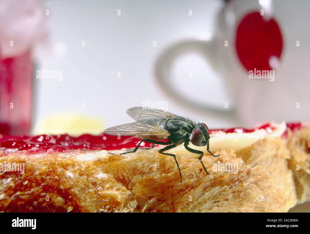 Common fly (Musca domestica) on a slice of bread and jam on a breakfast ...