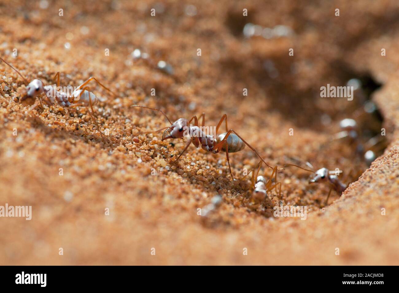 Saharan silver ants (Cataglyphis bombycina). These ants have a number ...