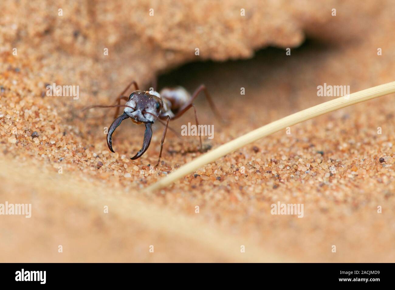 Saharan silver ant (Cataglyphis bombycina). This ant has a number of ...