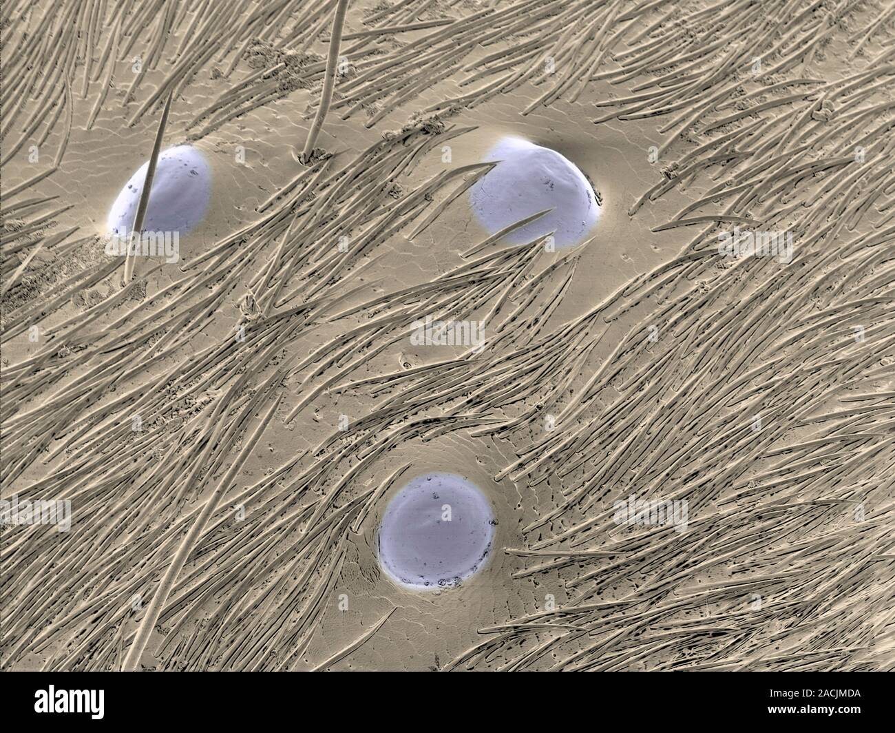 Ant ocelli. Coloured scanning electron micrograph (SEM) of three ocelli ...