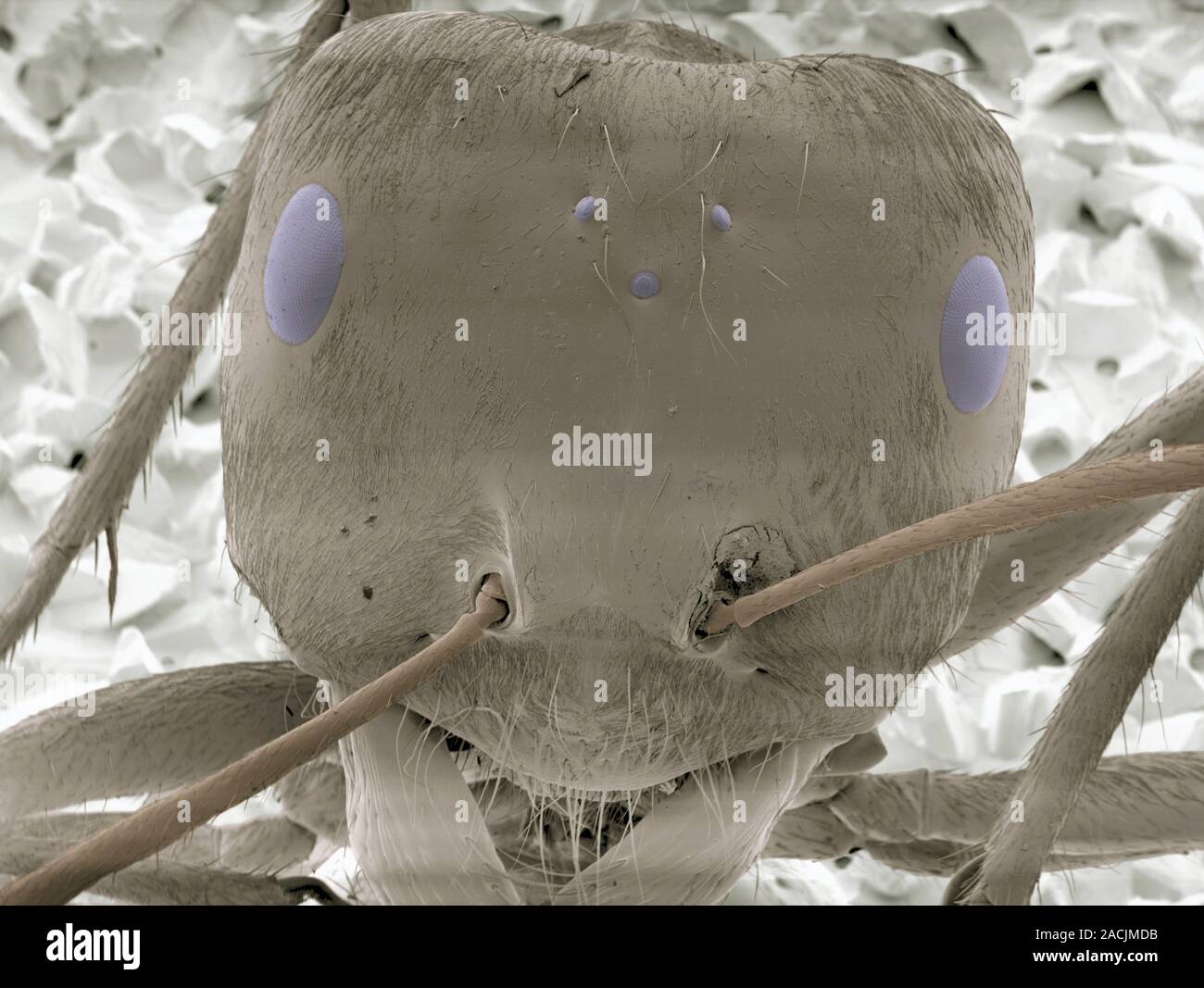 Ant head. Coloured scanning electron micrograph (SEM) of the head of an ...