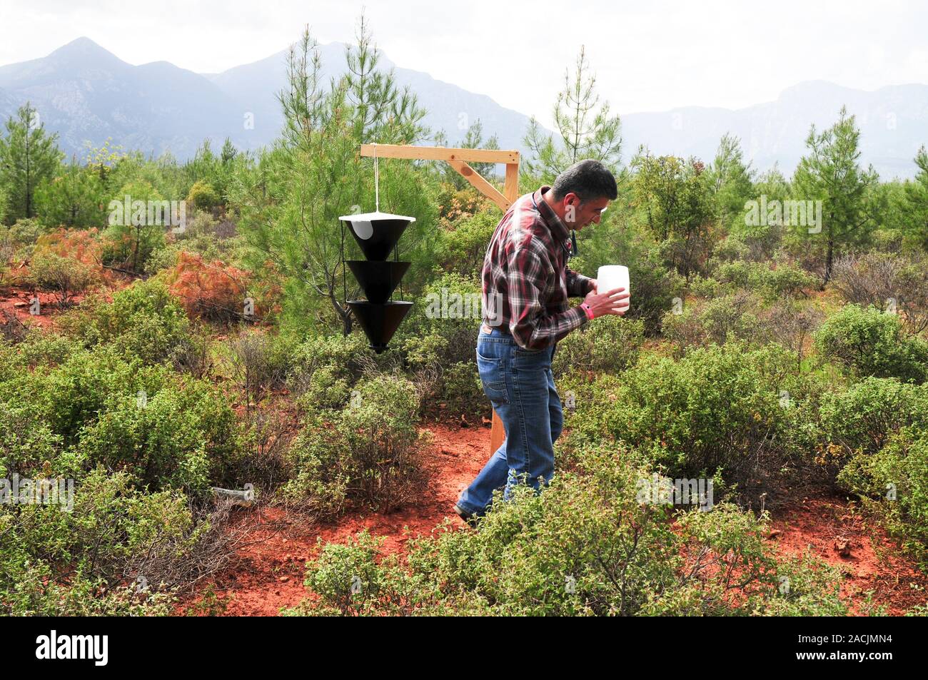 bark beetle (family Scolytidae) collected from sa trap in a young pine ...